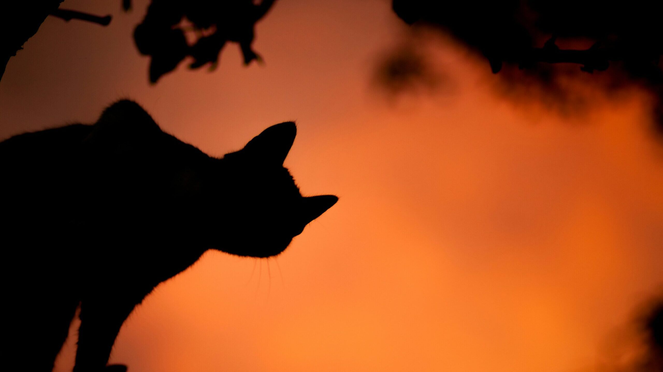 What is ‘Summerween’ and why is it taking the internet by storm ...