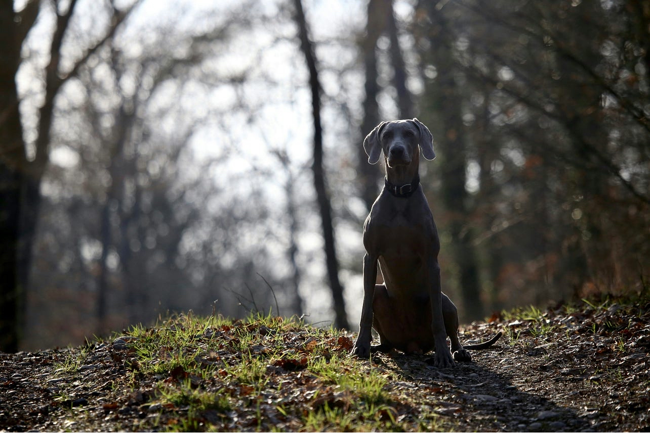 Unplugged & Outdoors: A students guide to feeling closer to nature ...