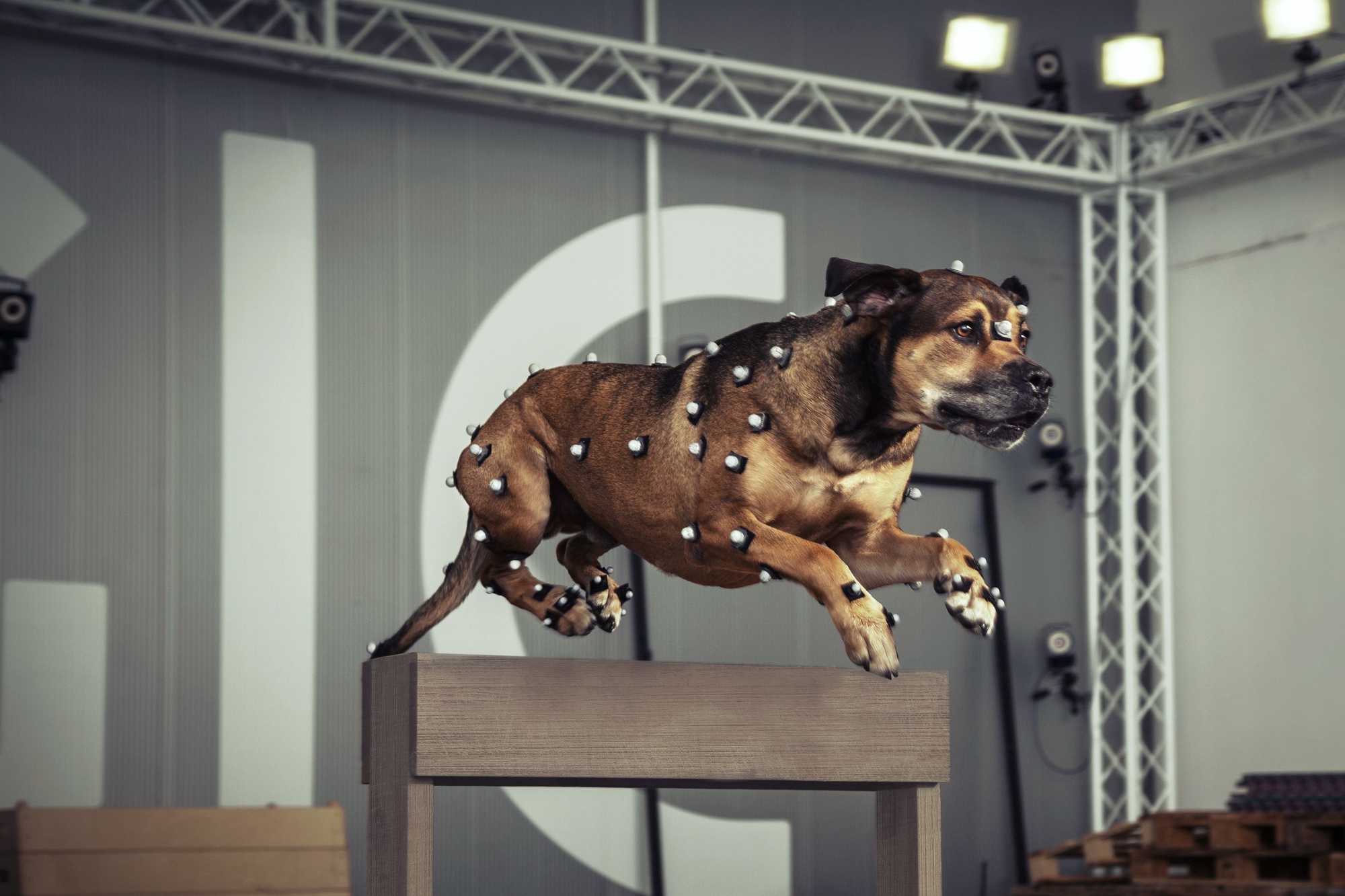 How animal motion capture brings the wildness to your living room