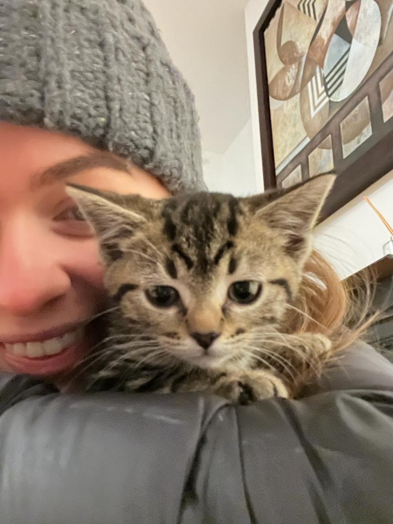 Staff at University of Sheffield join Percy Pud 10k for homeless cats ...